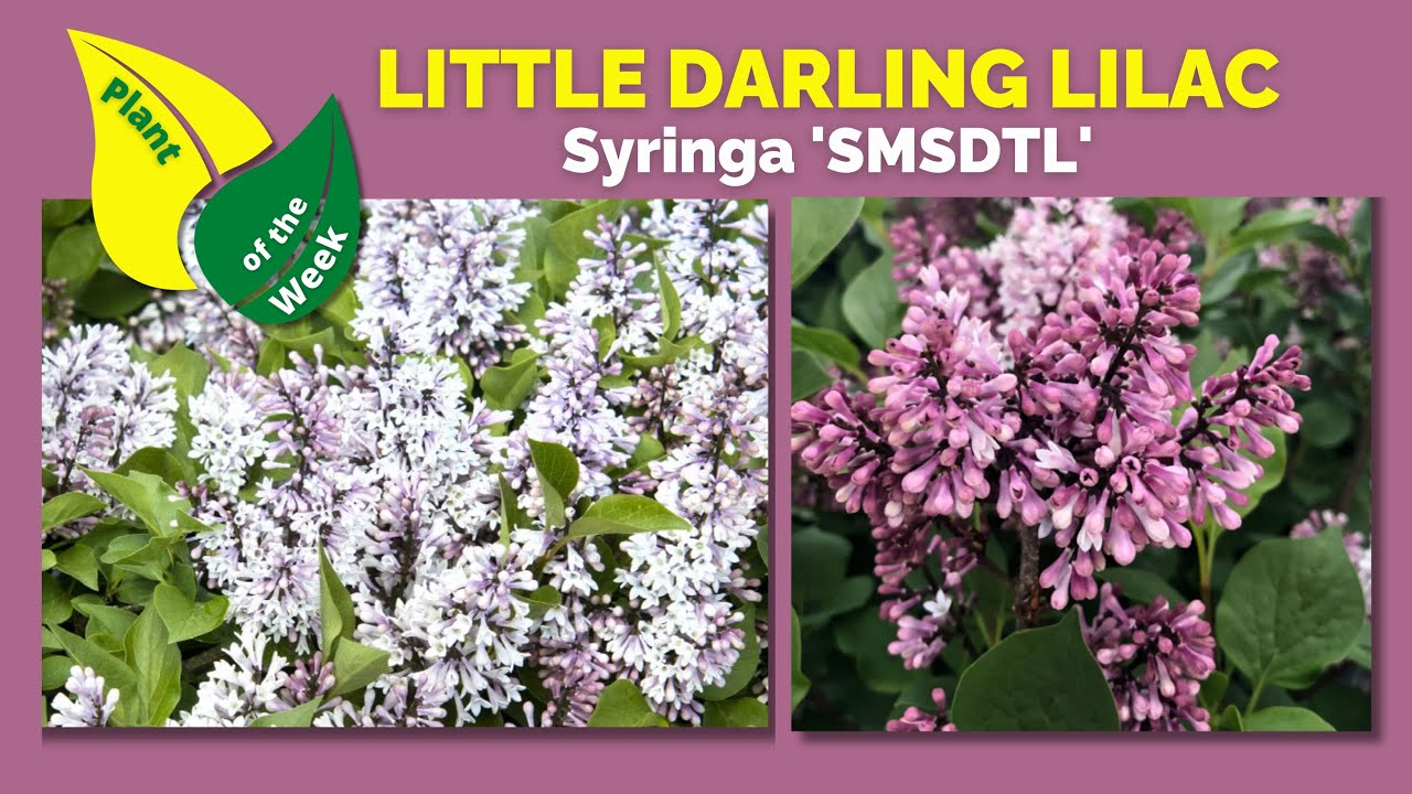 LITTLE DARLING LILAC | Syringa 'SMSDTL' by Monrovia - YouTube