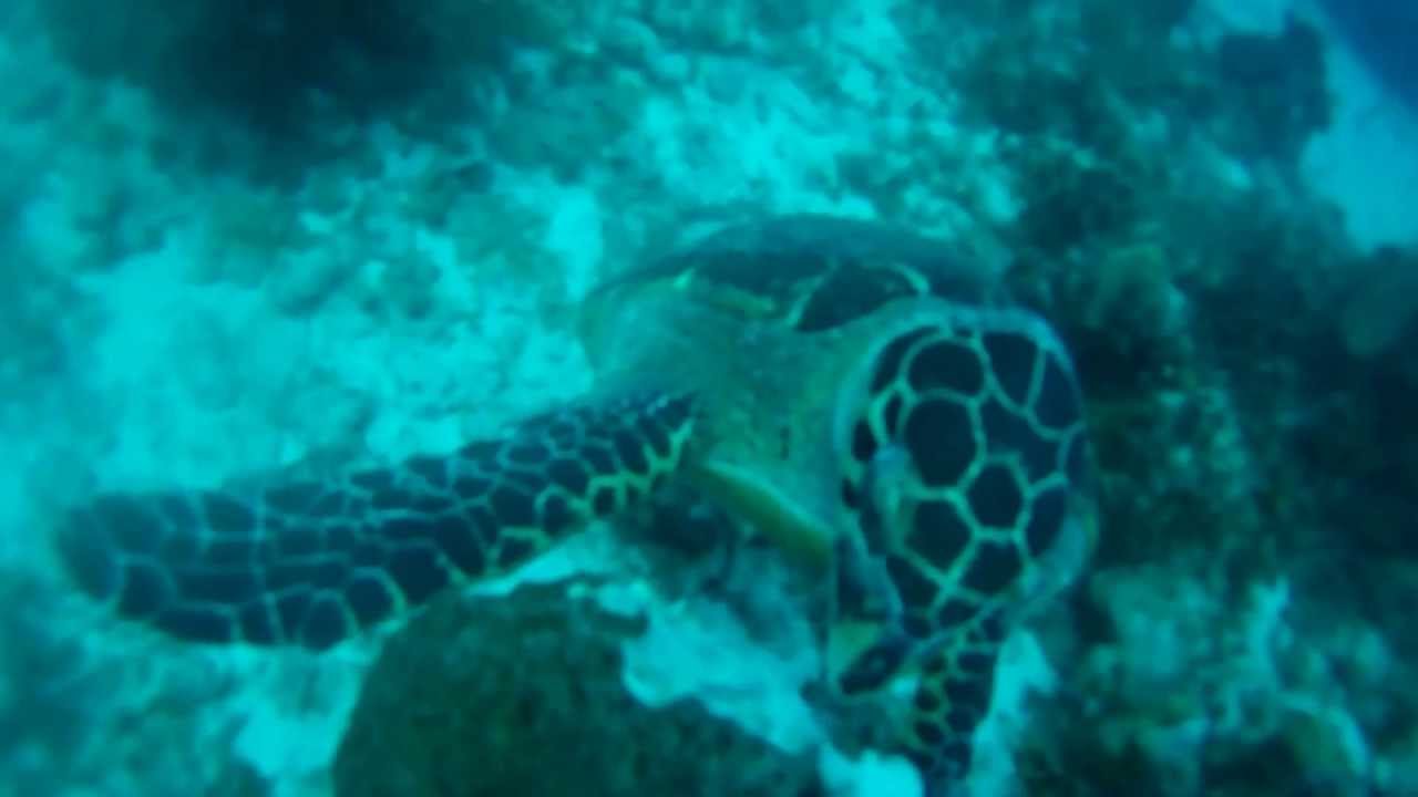 Turtle eating sponge - YouTube