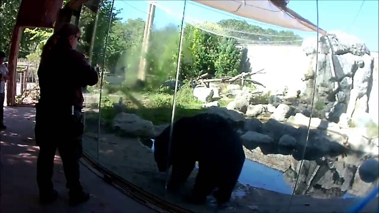 Bear training at Stone Zoo - YouTube