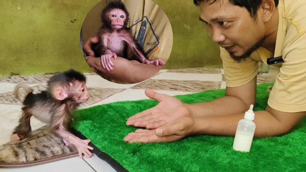 Spoiled and adorable baby monkey, newborn baby monkey Nomi - YouTube