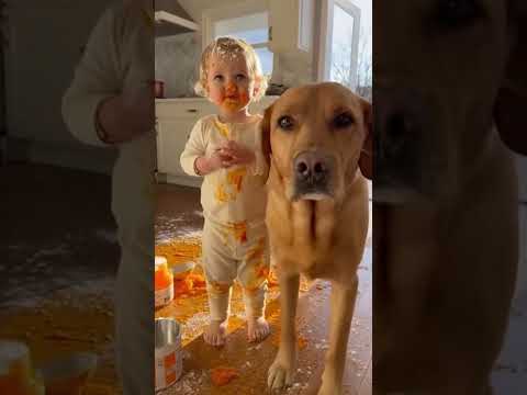 When a Dog Steps In to Protect a Baby #dogshorts #shortvideo #baby