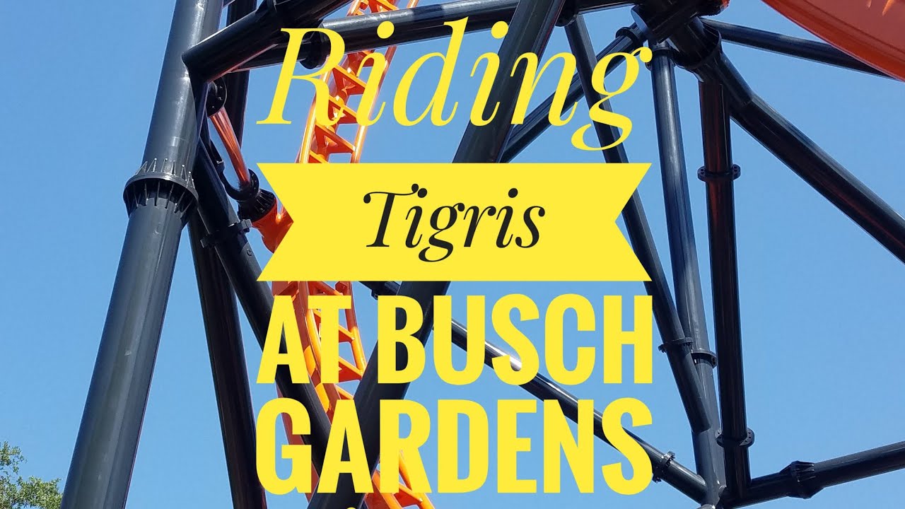 Busch Gardens Tampa to ride Tigris for the first time! - YouTube