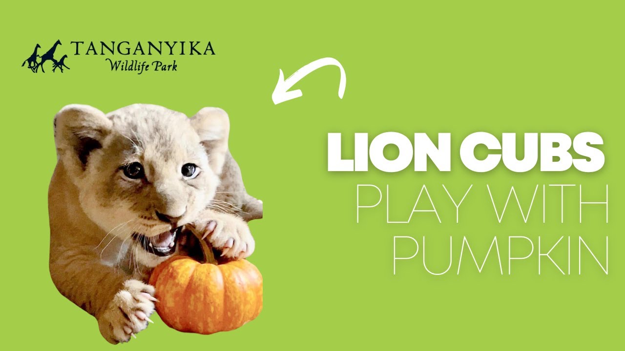 Adorable Lion Cubs Play with Pumpkins~4K Wildlife - YouTube
