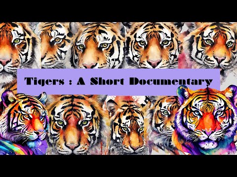 Tigers - A Short Documentary