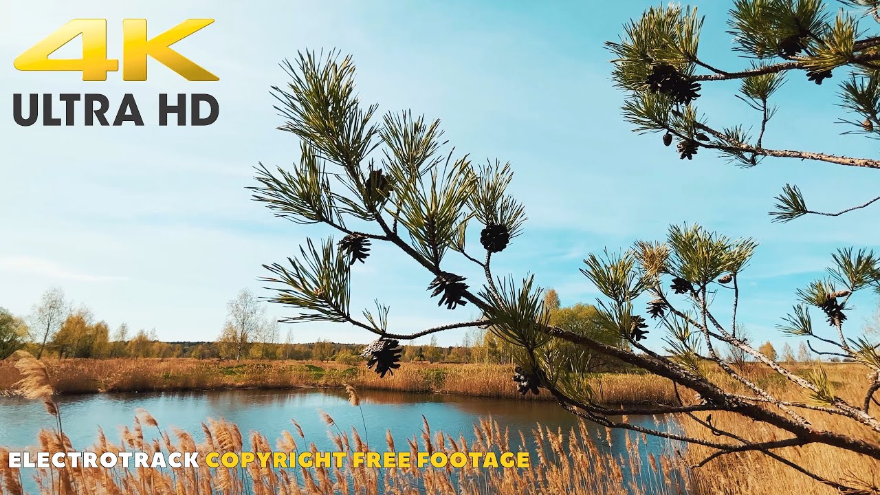 Pine Lake Landscape Blue Sky | No copyright Nature Background video 4K ...