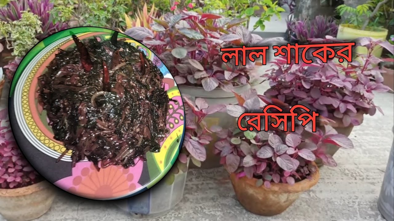 লাল শাকের স্পেশাল রেসিপি। Lal Shak recipe। Red Spinach Recipe। Bangla ...