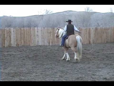 Spencer - 1999 Draft Cross Palomino Gelding - YouTube