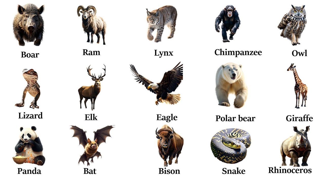 Wild Animals Vocabulary| Name of Wild Animals in English+ Self -Test ...