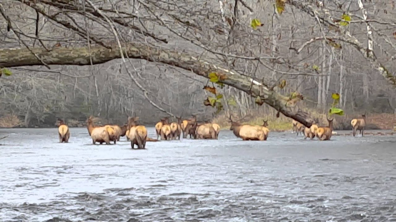 Smoky Mountain Elk herd crossing river - YouTube
