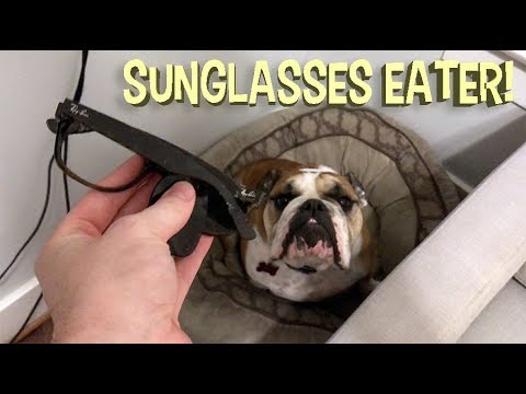 Bulldog shaming - YouTube
