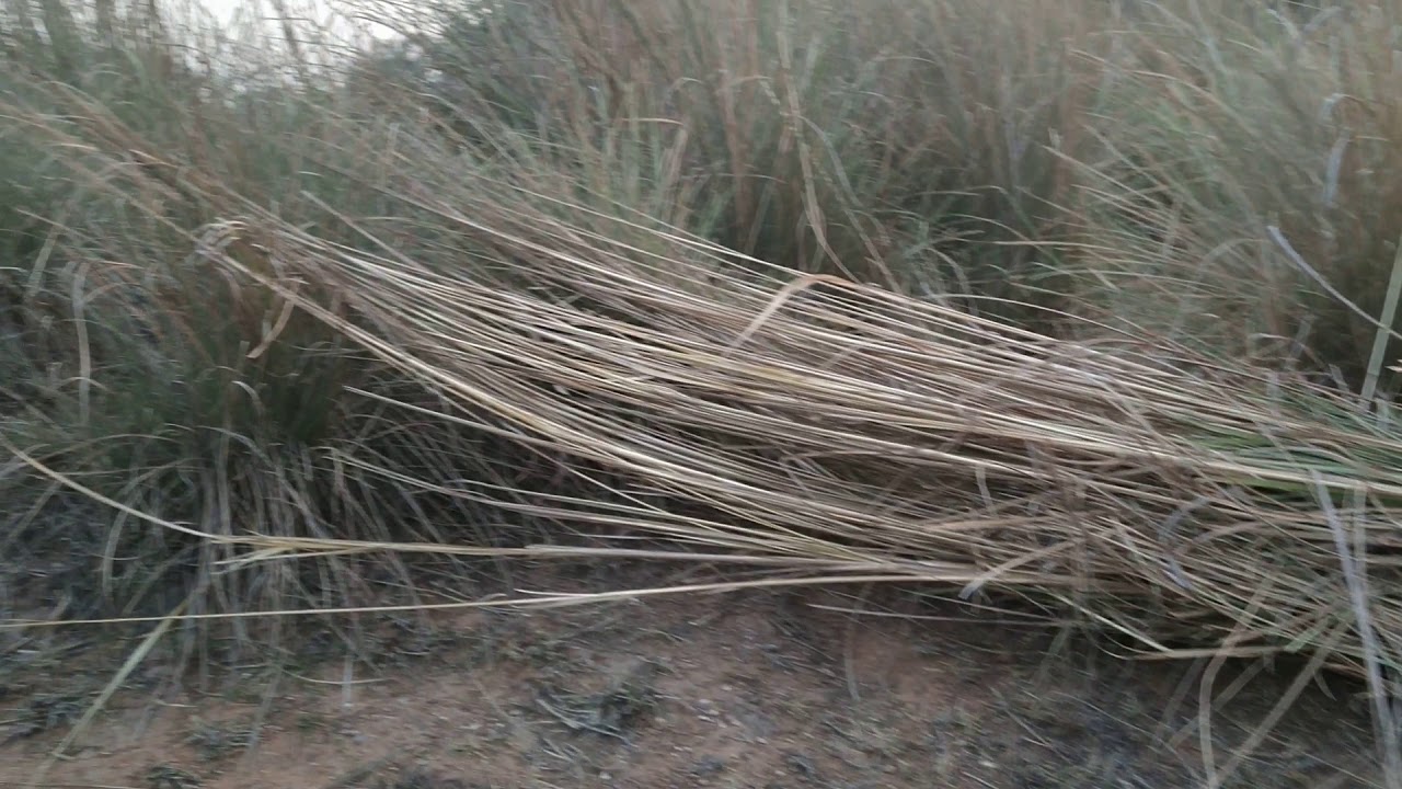 Cutting Reed plant (सरकंडा / सरपत) in the jungle for organic shed (छपरा ...