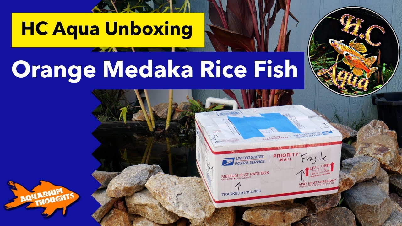 Unboxing Orange Medaka Rice Fish from HC Aqua - YouTube