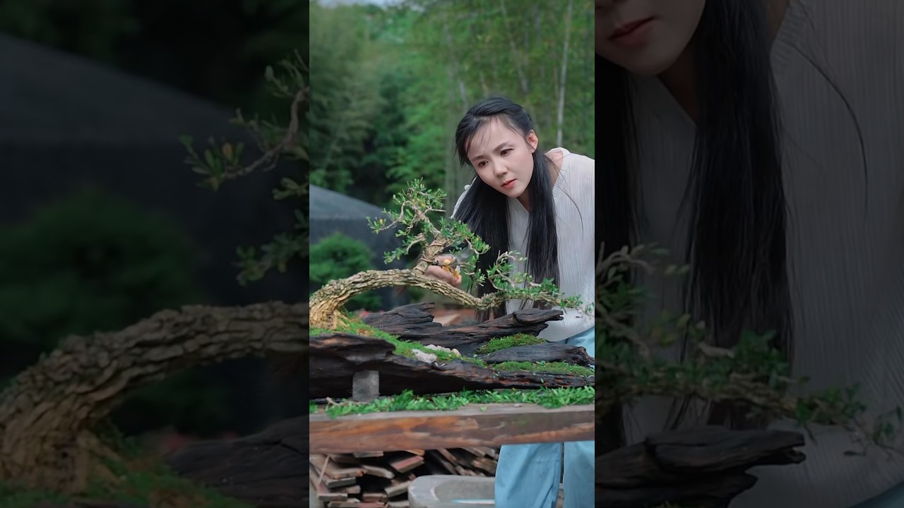 one day in the forest looking for my bonsai #bonsai #bonsaitree #moutainlife #bonsailife - YouTube