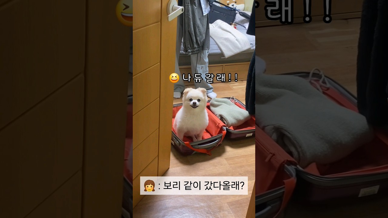누나와 함께 여행 가고 싶은 귀여운 보리 강아지 반려견 댕댕이 포메라니안 멍멍이 Youtube