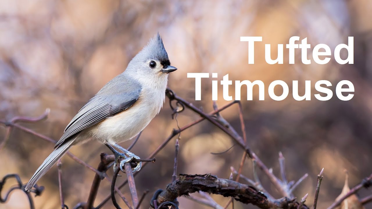 At Your Feeder: Tufted Titmouse - YouTube