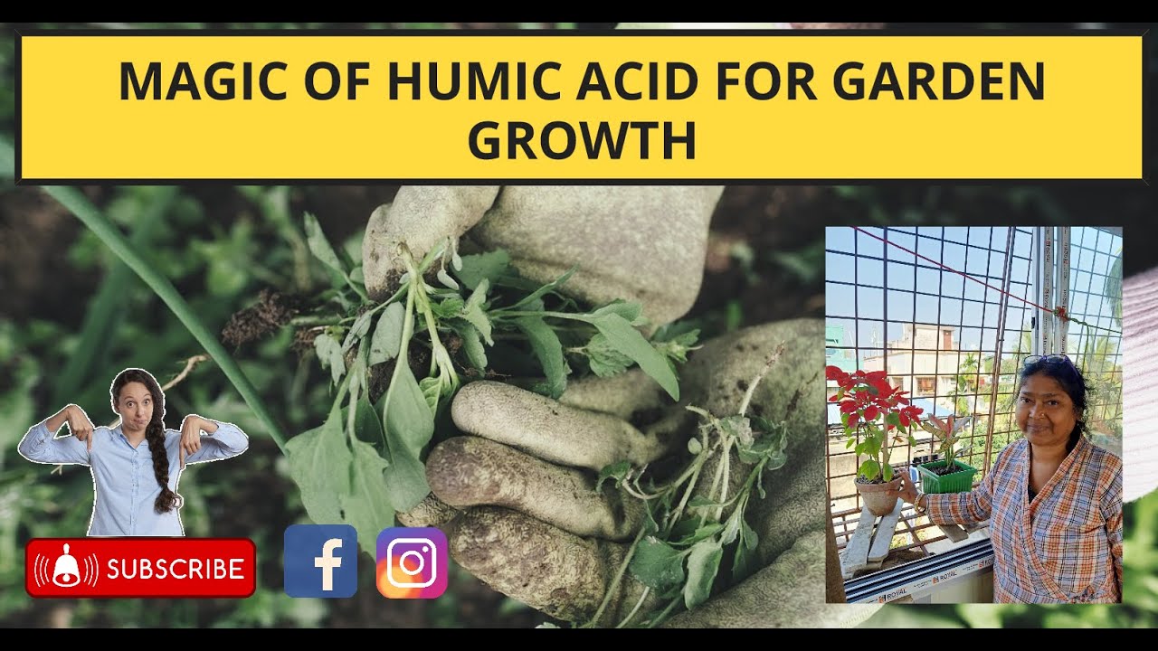 Plant Powerhouse: Why Humic Acid is Essential for Healthy Garden Growth ...
