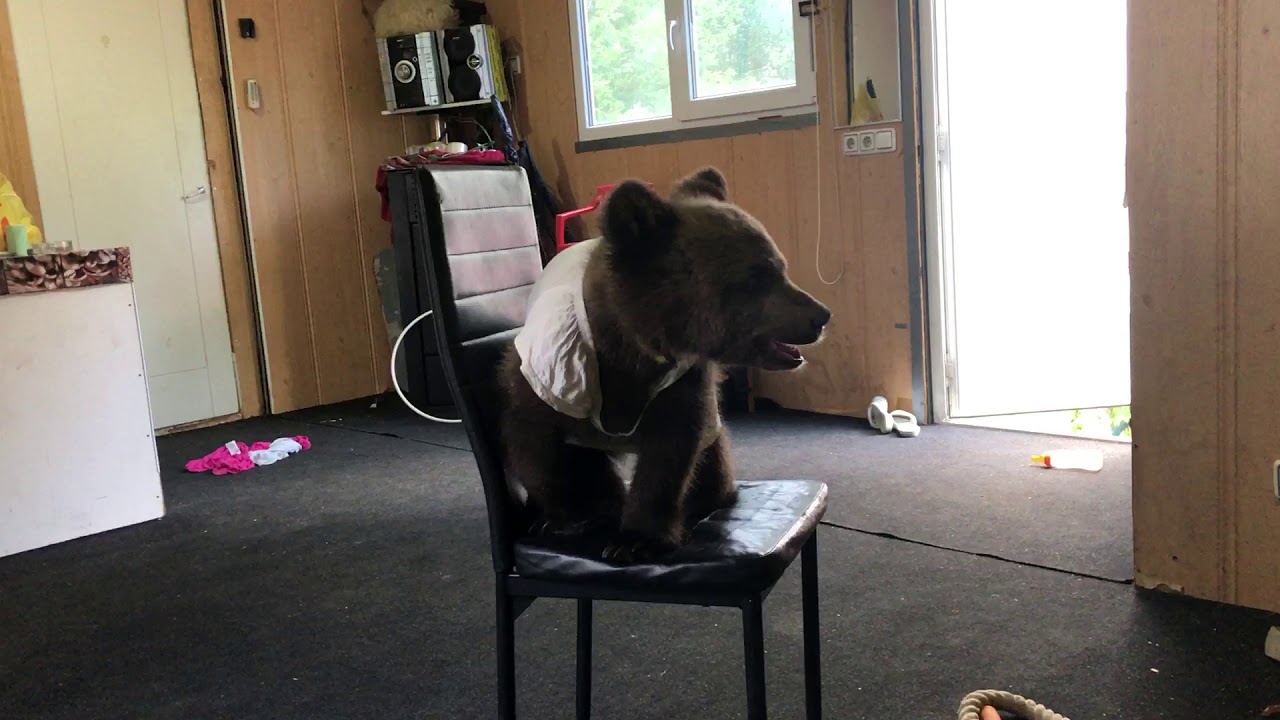 Home cub bear - YouTube
