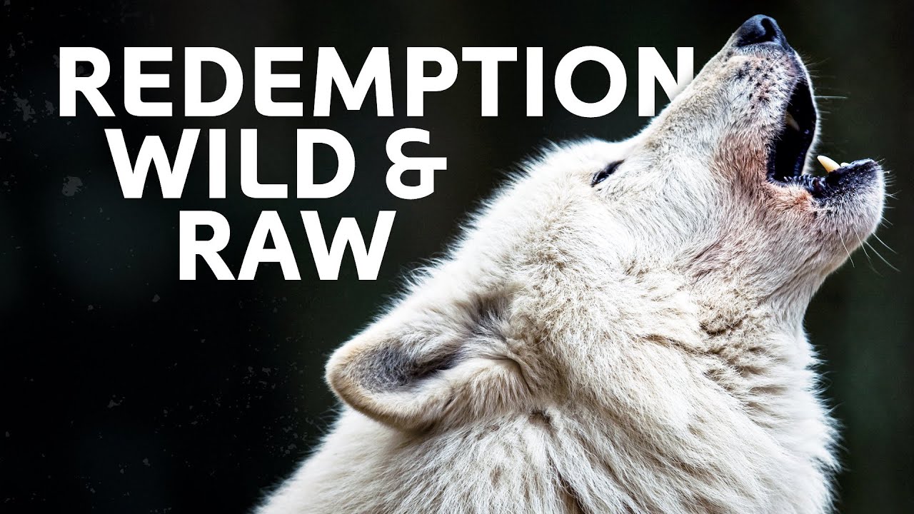 The Lone Alpha: How This White Wolf Rebuilt Her Pack - YouTube
