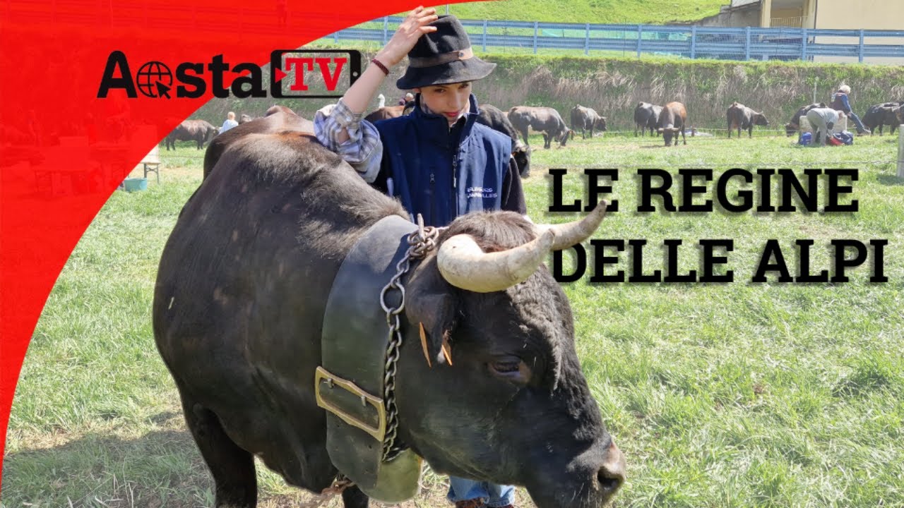 Traditions - Le Batailles de Reines, i combattimenti tra mucche che ...