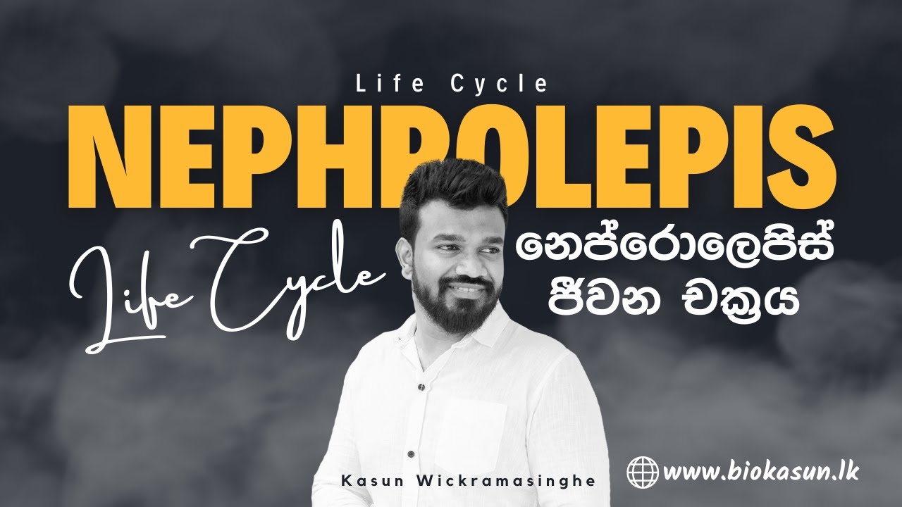 Nephrolepis sp Life Cycle - Unit 4 | Biology - Kasun Wickramasinghe ...