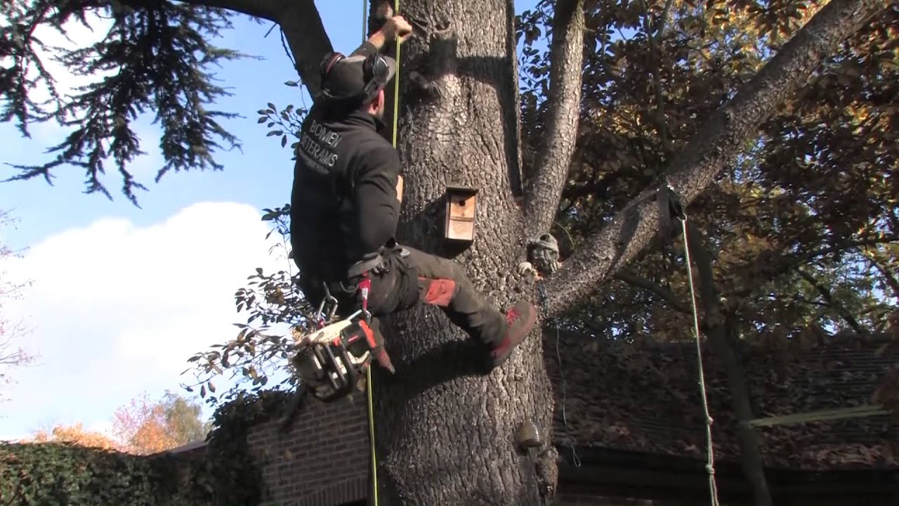 Bomen Beterams in actie - YouTube