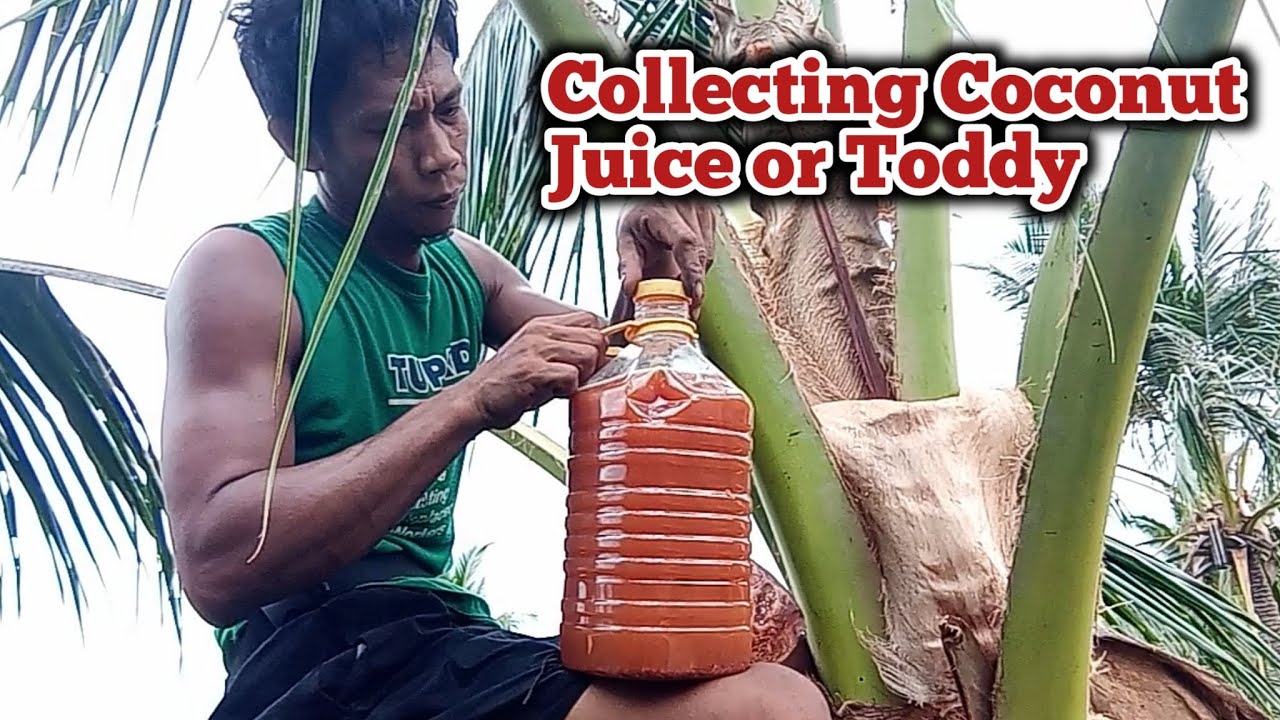 Collecting coconut toddy or coconut wine #satisfying - YouTube