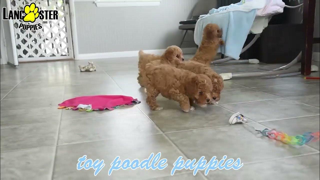 Cuddly Toy Poodle Puppies - YouTube