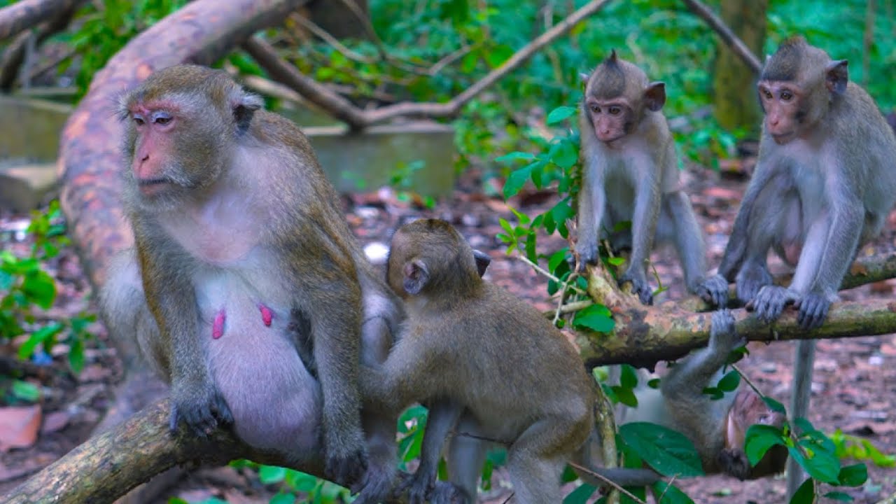Uh! Little Monkey Ask Mother a Milk - YouTube