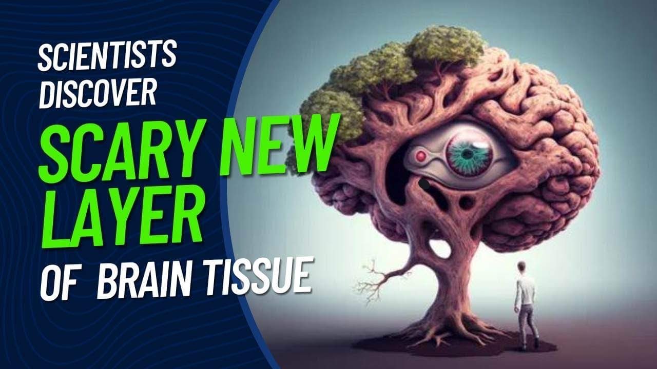 Scientists Discover SCARY New Layer Of Brain Tissue That Could Change ...