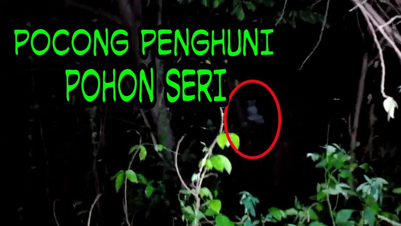 🔴 Live misteri || POCONG PENGHUNI POHON SERI / KERSEN - YouTube