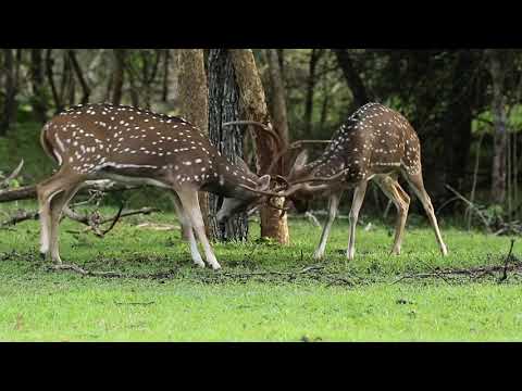 Chital stags fighting - YouTube