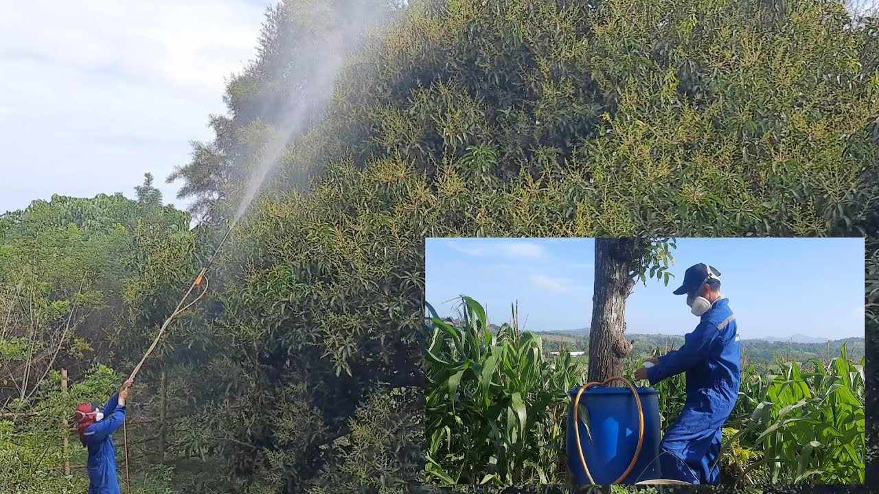 Spraying Insecticide and fungicide plus foliar fertilizer in 19 days ...