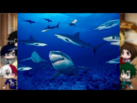 MHA react to Wild Animals (Sharks)