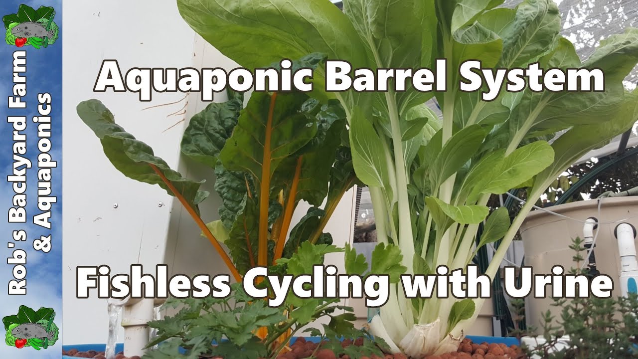 Radial Flow Settler & Biofilter Advice | Future Aquaponics Video Ideas ...