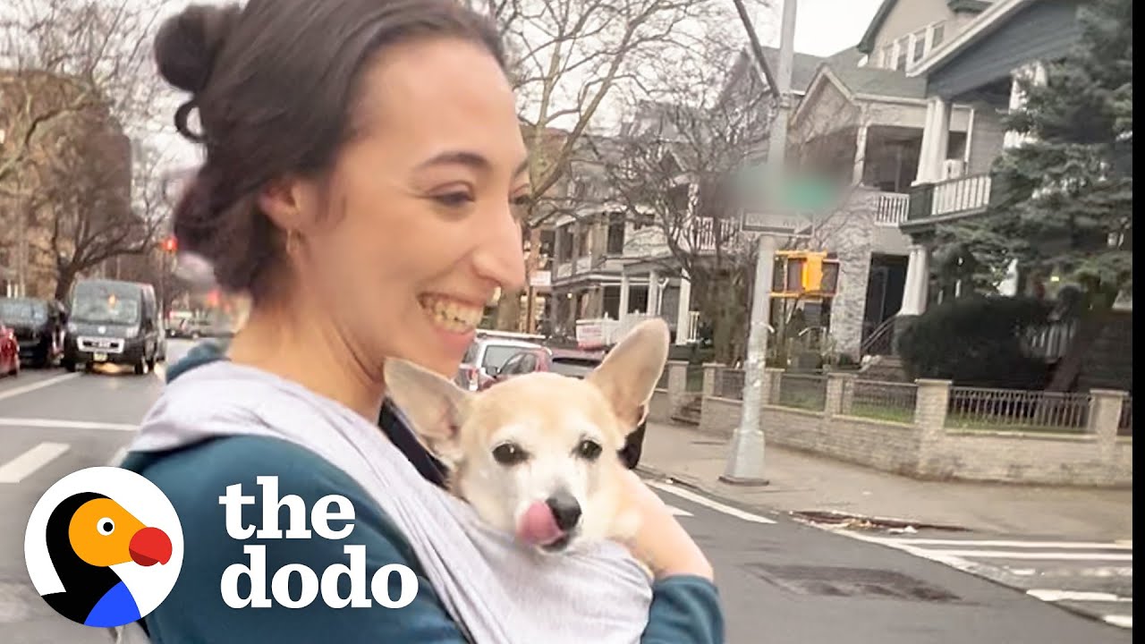 Senior Dog Prefers Dad's Girlfriend Over Him | The Dodo - YouTube
