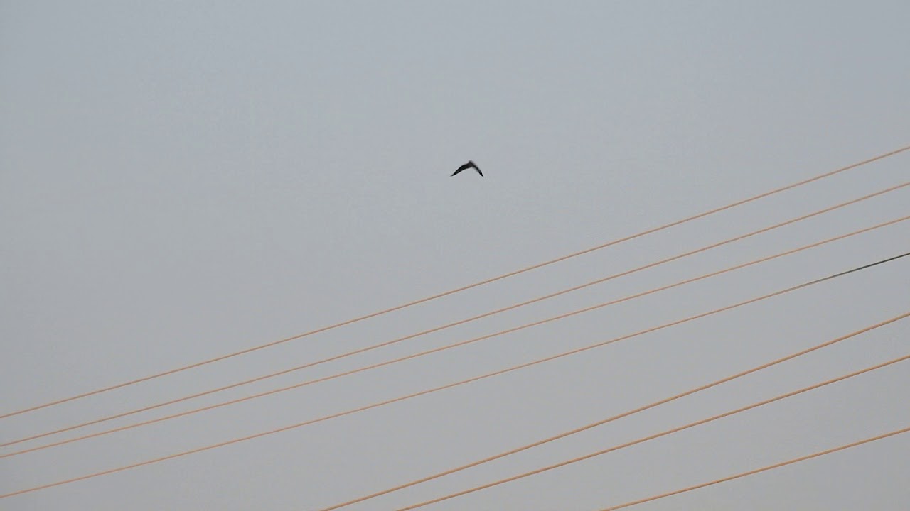 Common Nighthawk in Flight - YouTube