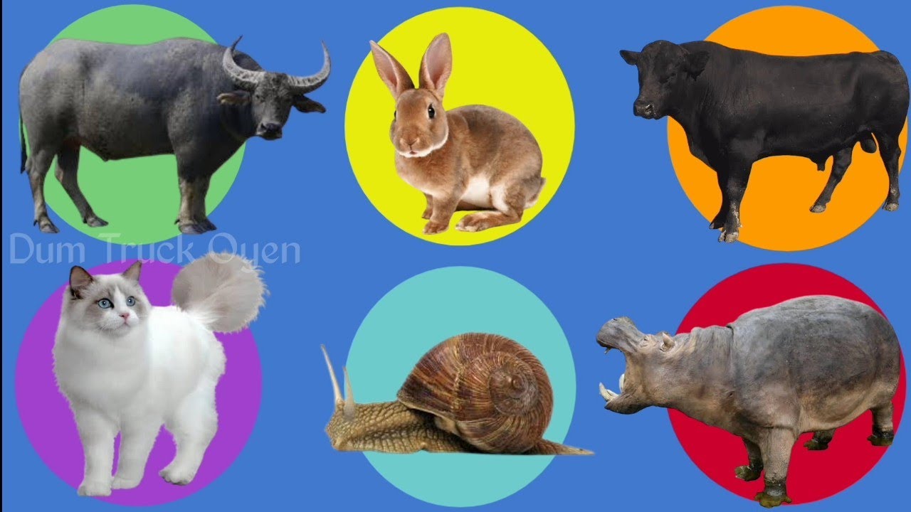 Cow vs Cat vs Hippopotamus vs Rabbit vs Snail vs Buffalo etc. - YouTube
