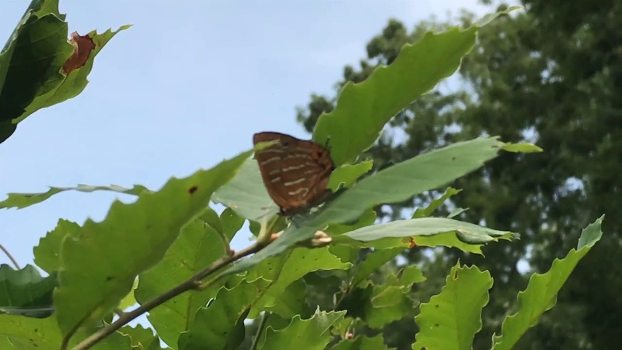 ウラミスジシジミ Wagimo signatus / Wagimo signata 栃木県真岡市 2018/06/09 Moka ...