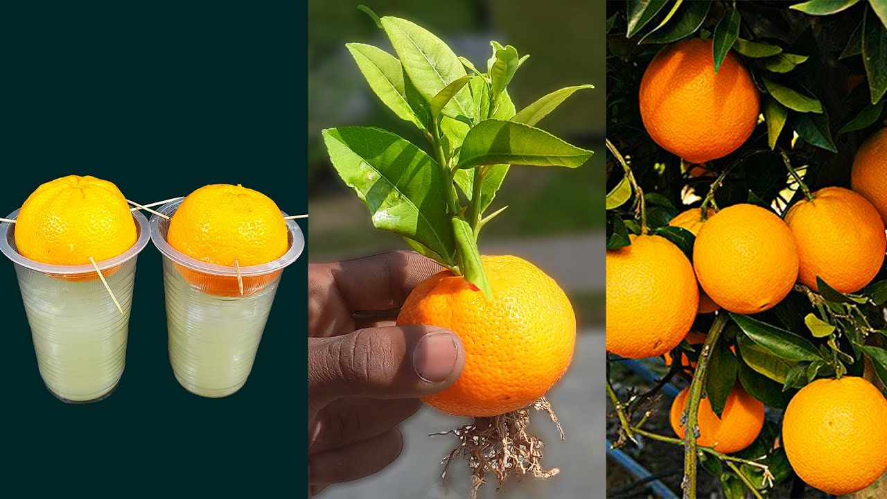 How to grow orange plant from seed//Easy way to grow orange trees - YouTube