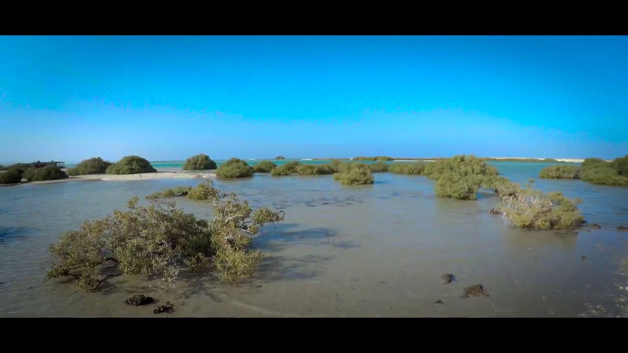 Orca Diving Hamata Red Sea UHD 4K - YouTube