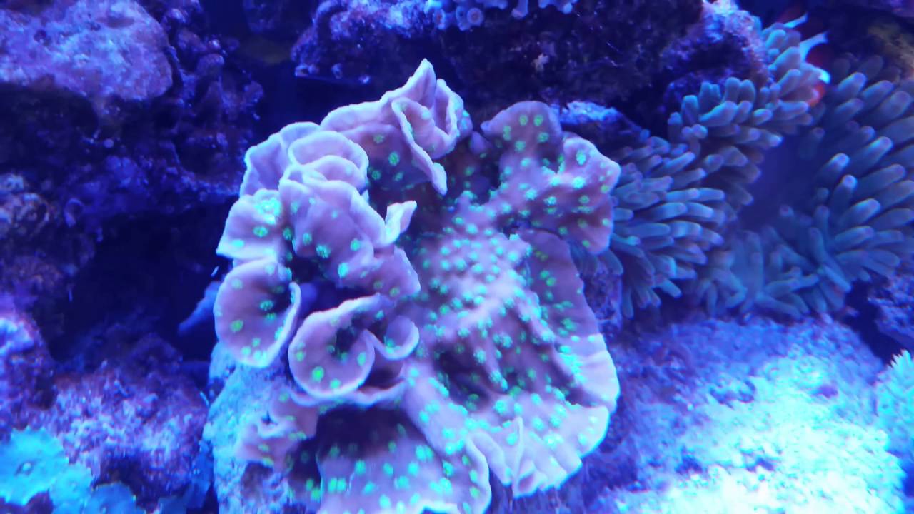 The New Aqua Illumination Hydra 52 HD - YouTube