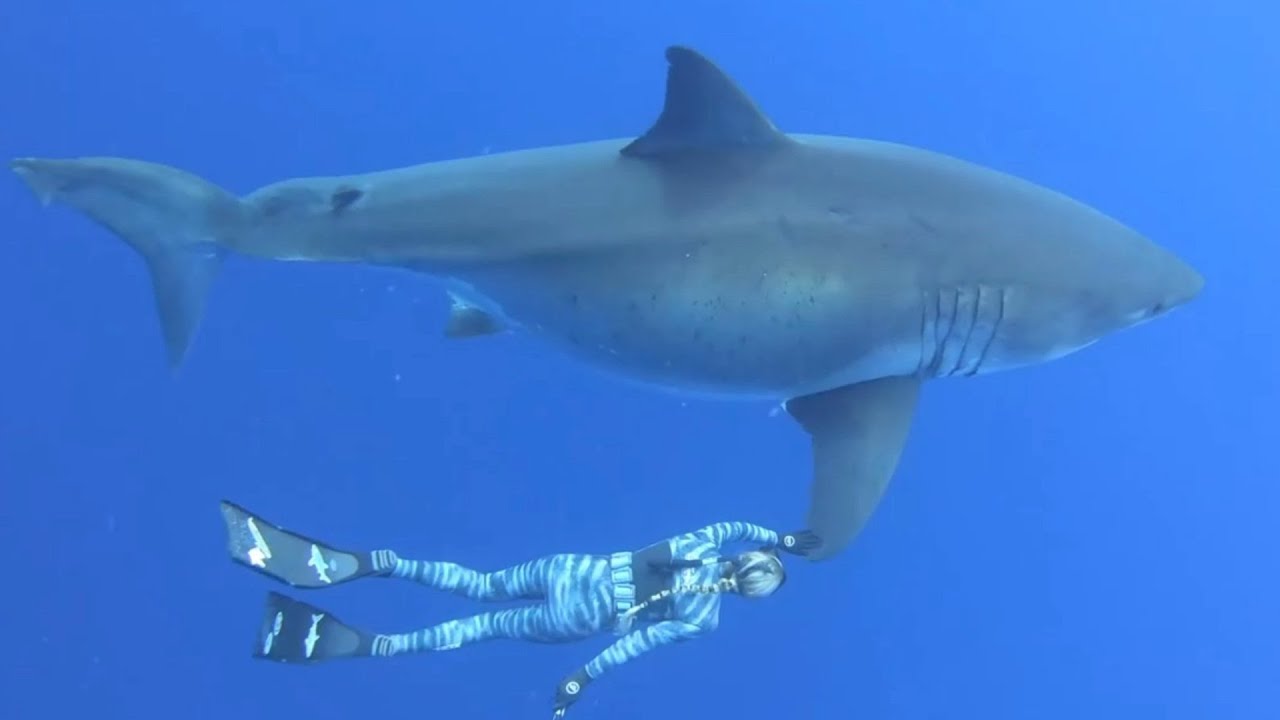 Great White Shark - The Impressive Biological Adaptation Of Apex ...