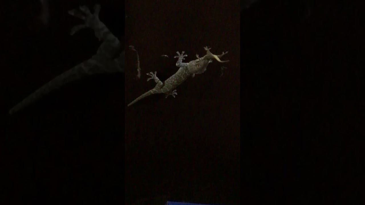 Tuko vs Butiki - YouTube