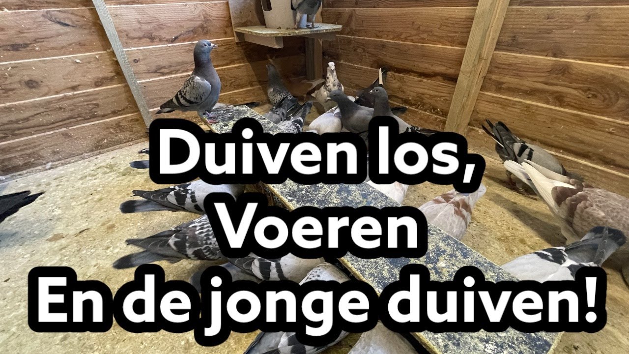 Duiven los | Voeren | de jonge duiven | Postduiven | - YouTube