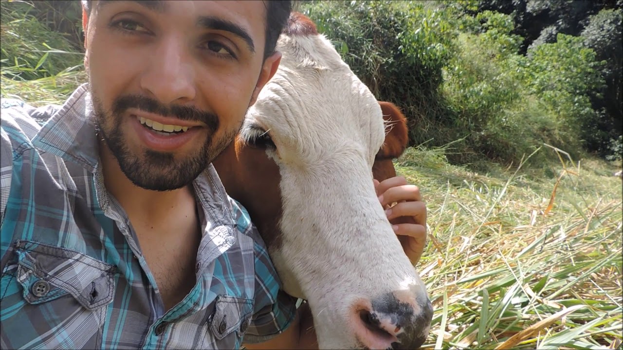 Chiclete de Vaca | Gutejando - YouTube