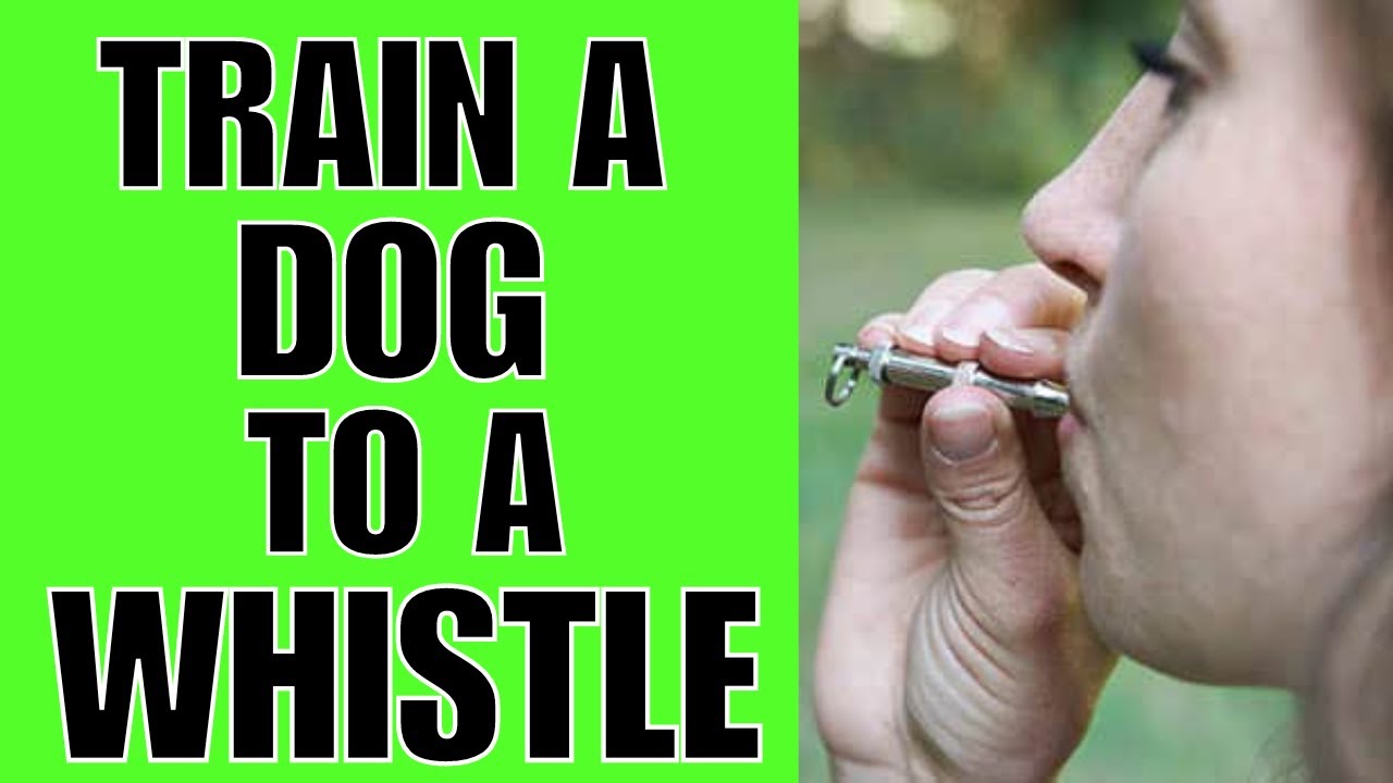 How To TRAIN A Dog To A Whistle (EASY) - YouTube