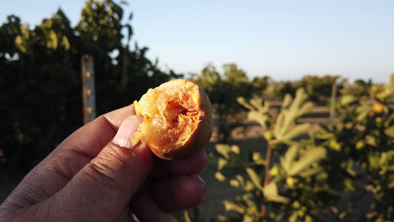 Dark Syrian FIg - YouTube