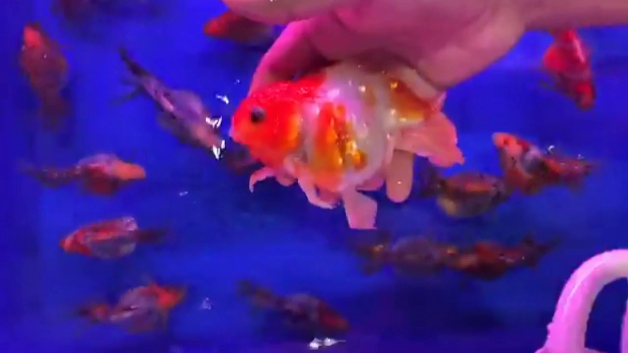 The red fish is beautiful - YouTube