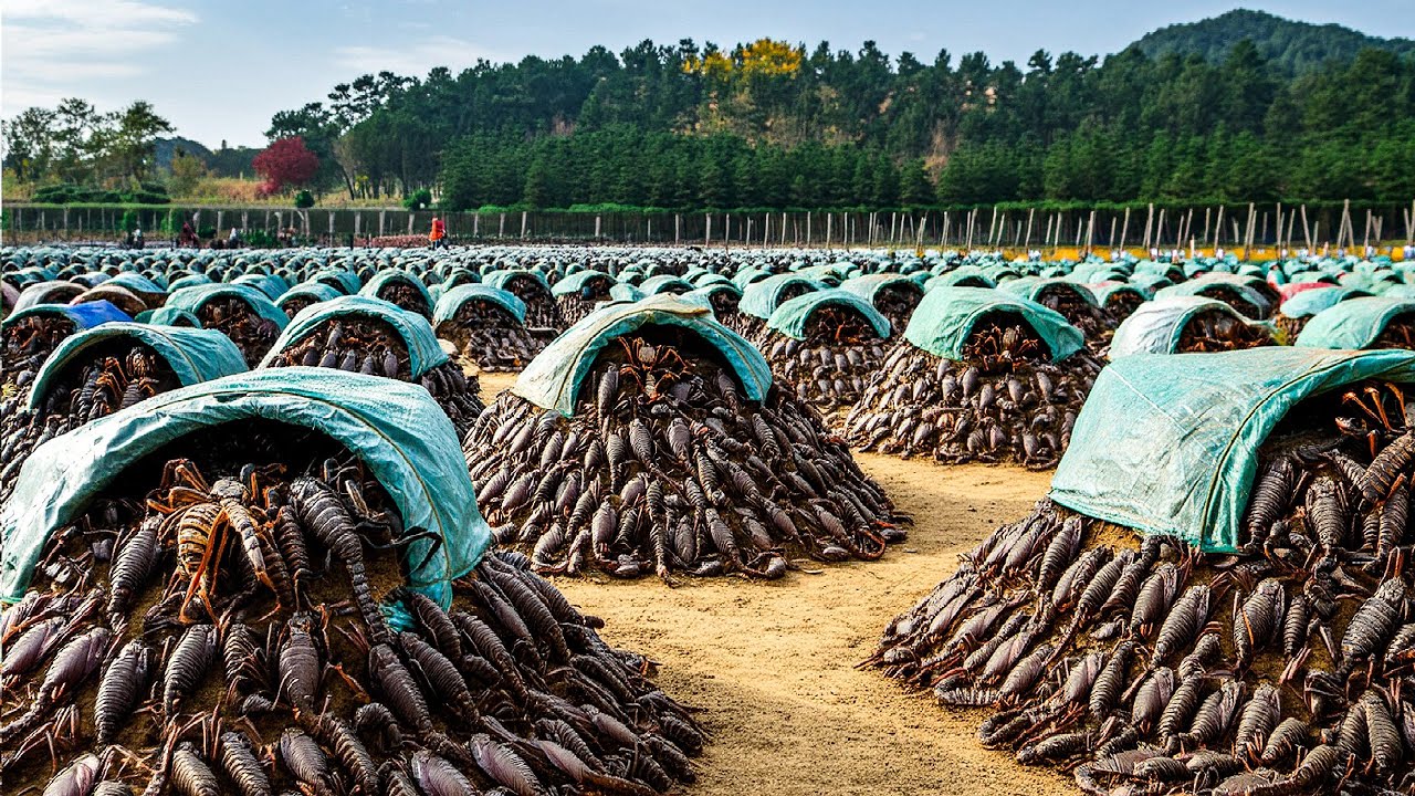 Amazing Scorpion Farming in China For Venom and Food - Scorpion ...