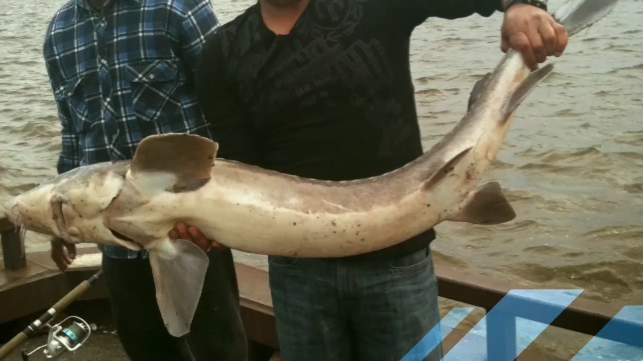 Afghan fishing - YouTube